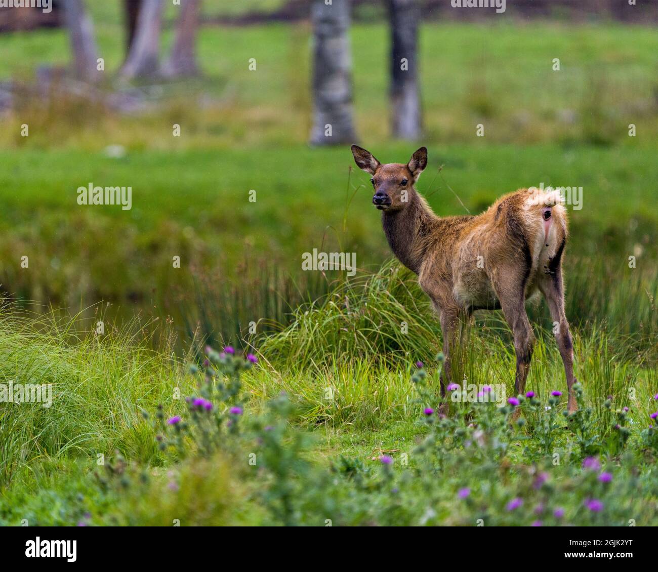 Baby elk hi-res stock photography and images - Alamy