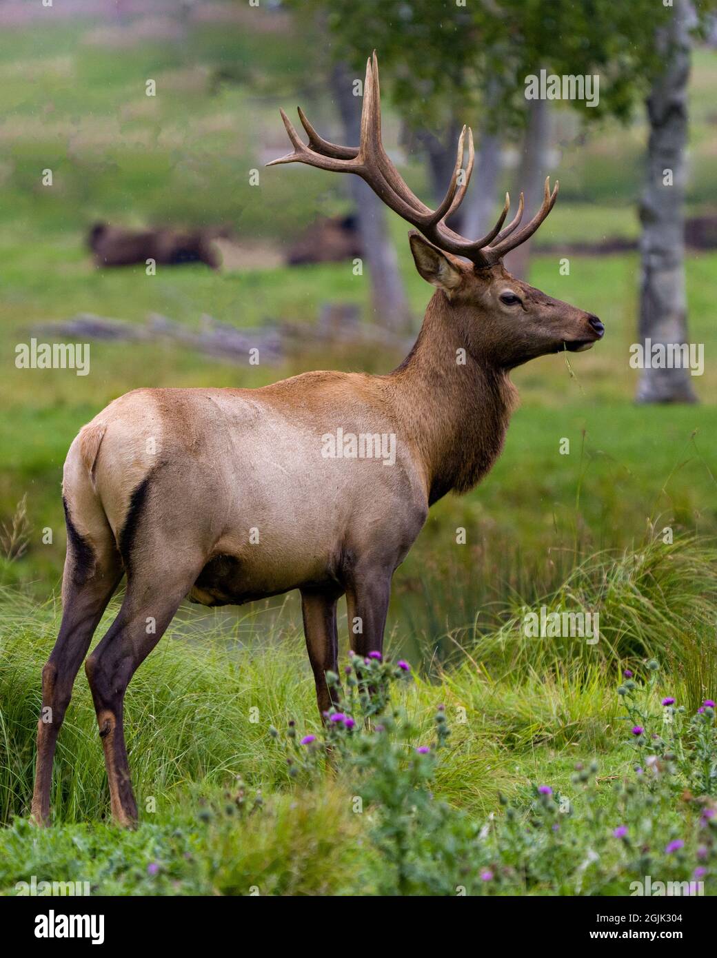Elk close-up profile view in the field with blur forest background in ...