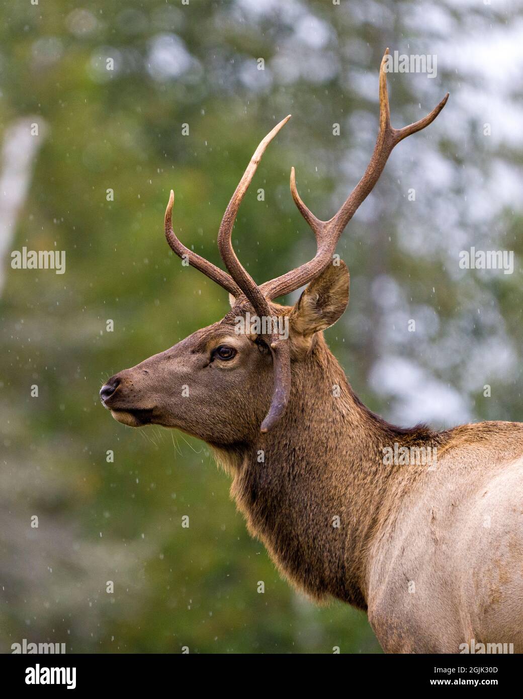 Elk head shot close-up profile view in the rain with blur background in ...