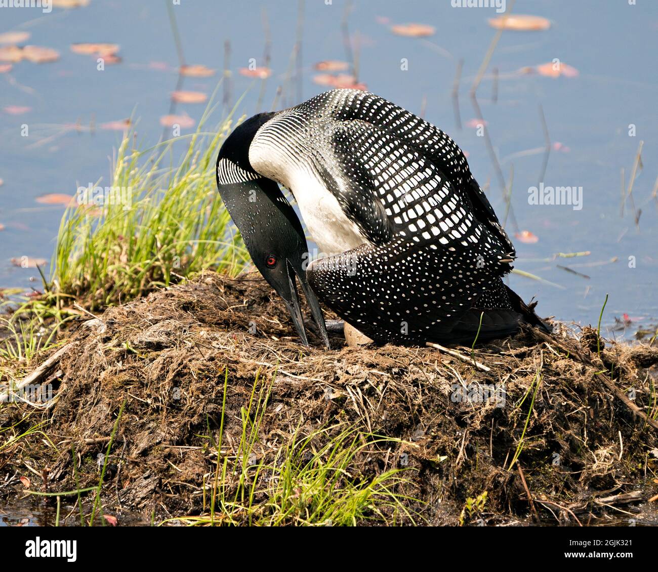 Common Loon close-up view nesting on its nest and turning brood eggs in ...