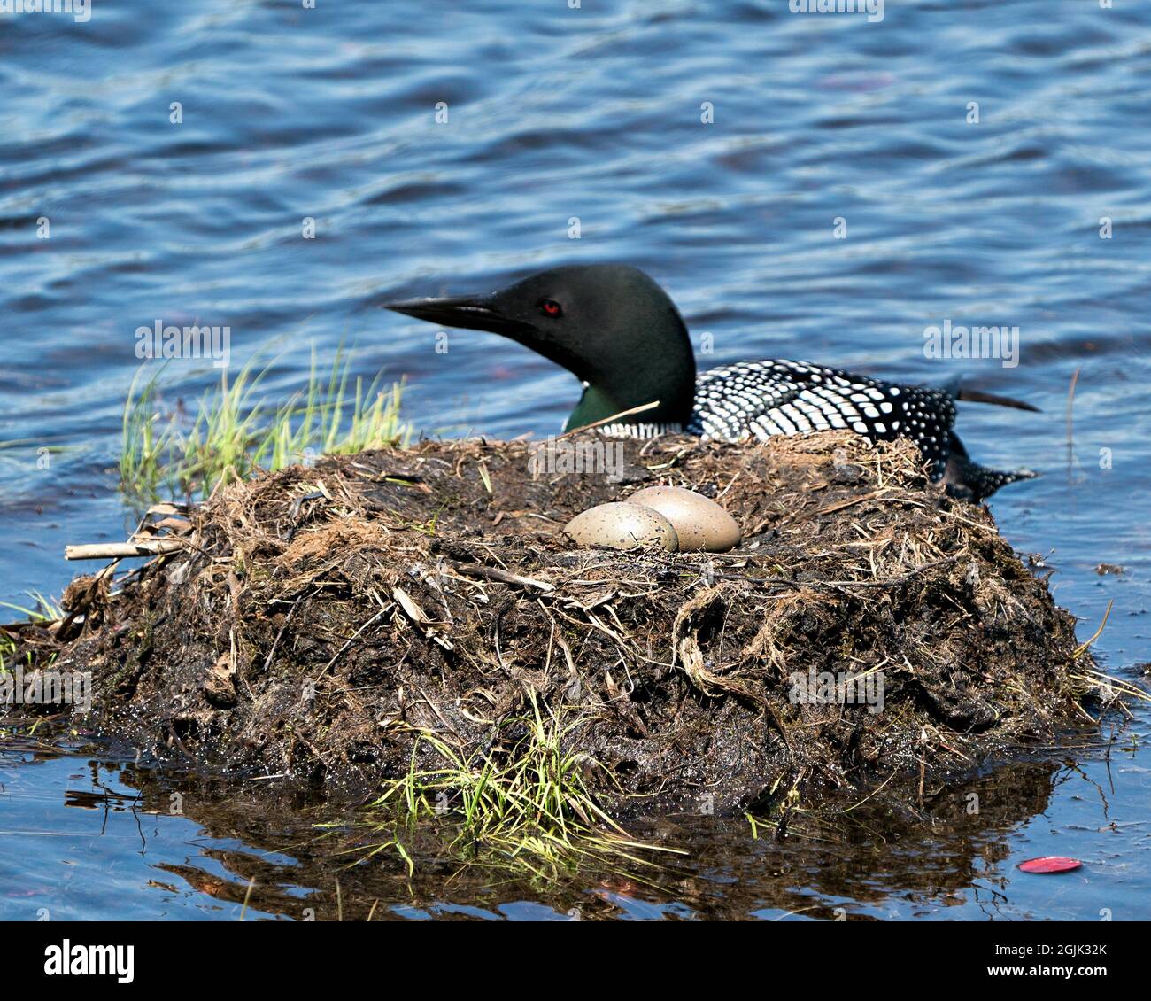 Loon eggs and nest hi-res stock photography and images - Alamy