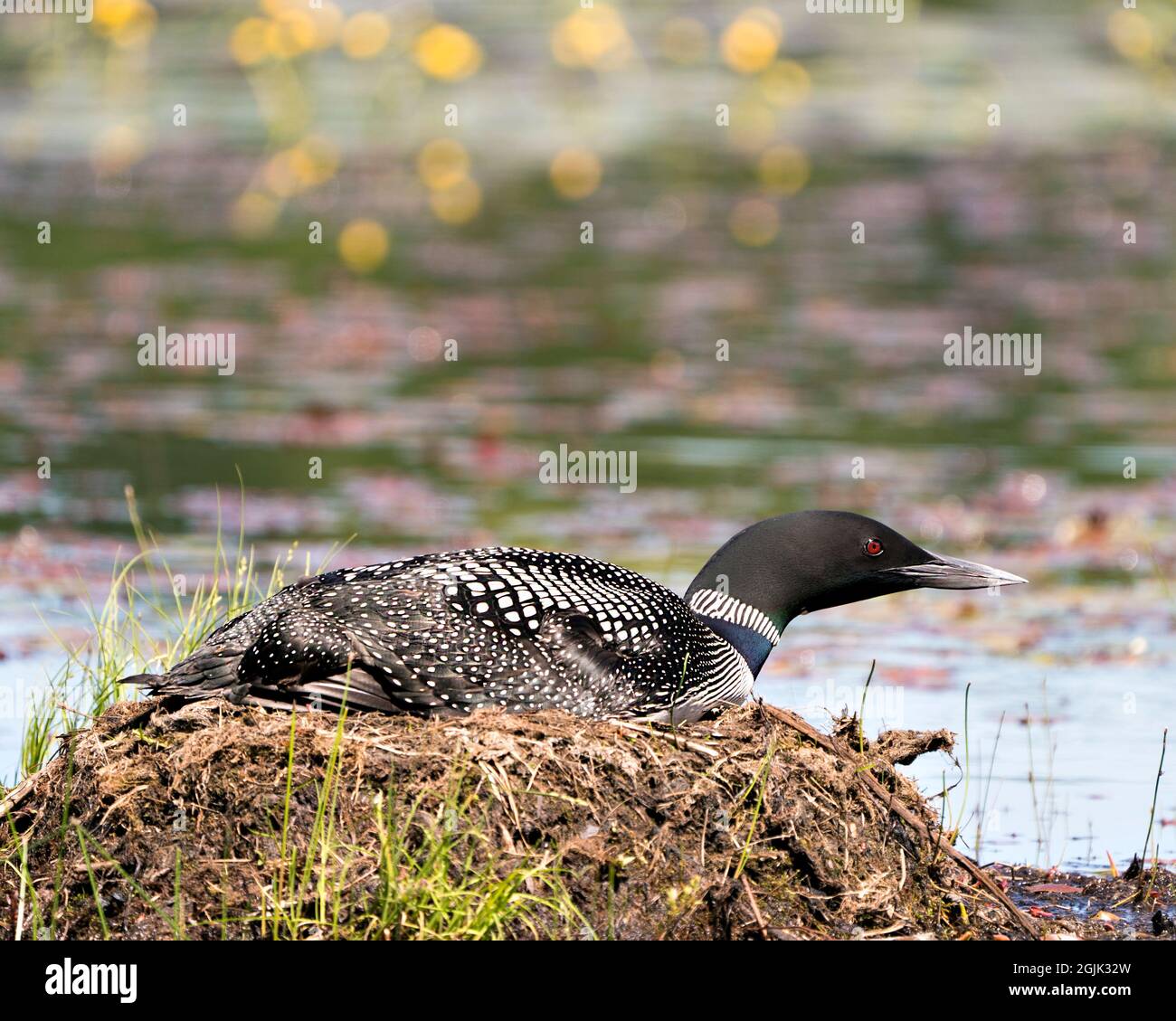 Common Loon close-up view nesting on its nest with marsh grasses, mud and water in its ...