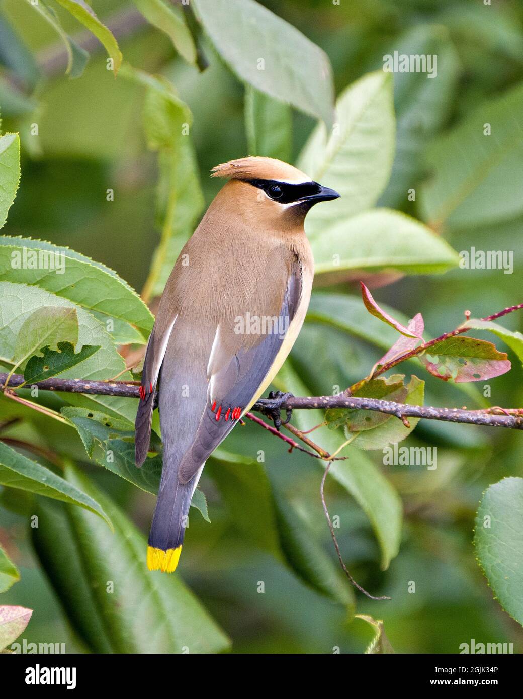 Cedar waxwing attractive bird hi-res stock photography and images - Alamy