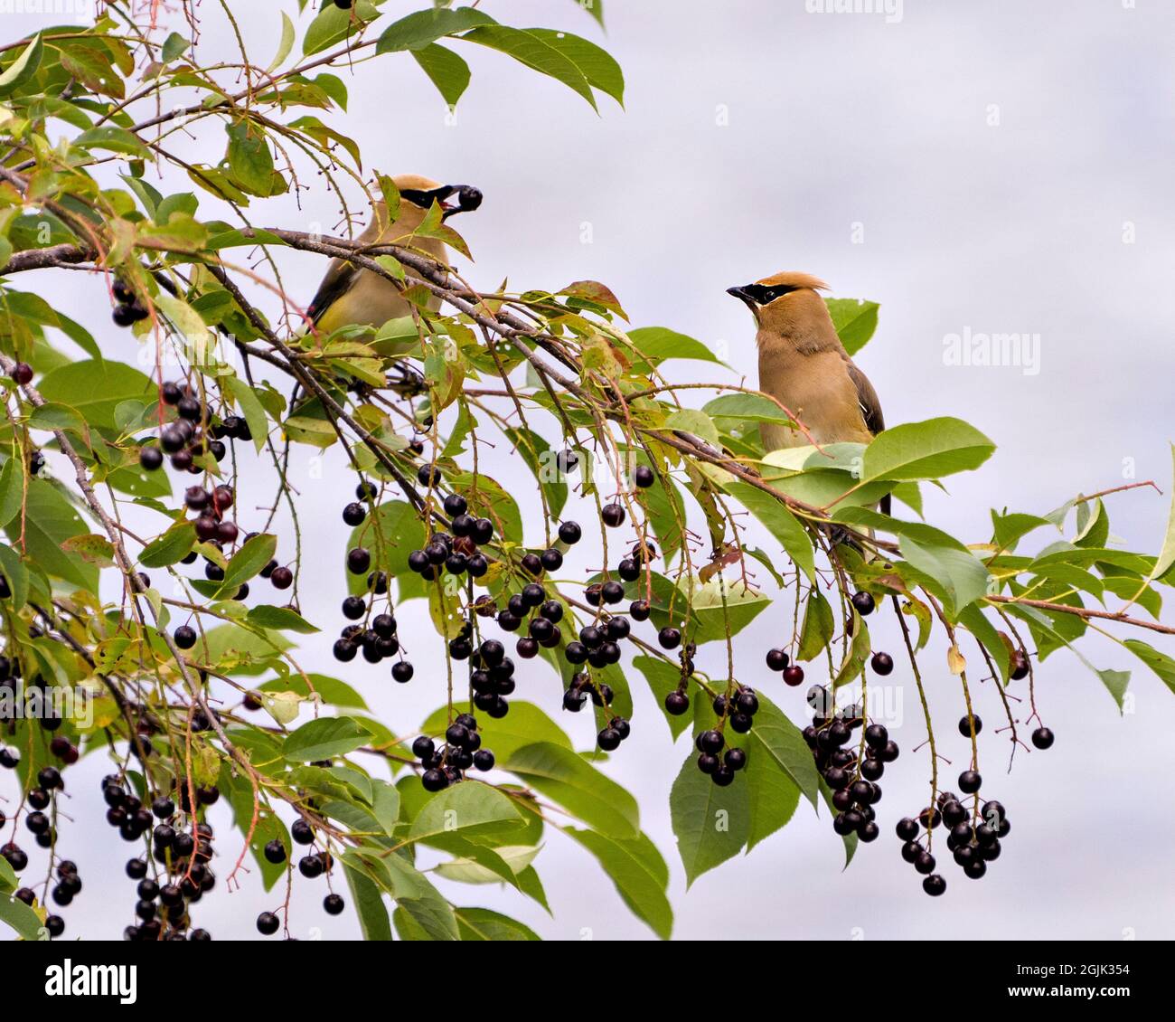 Cedar Waxwing birds perched eating wild berry fruits in their ...