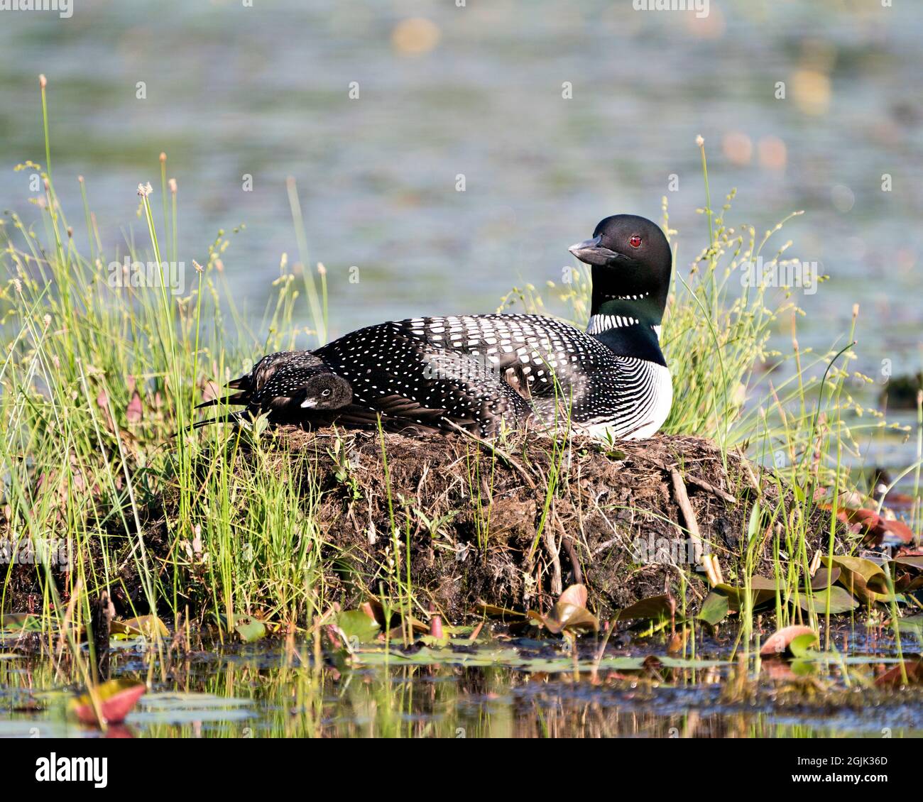 Common Loon with one day baby chick under her feather wings on the nest ...