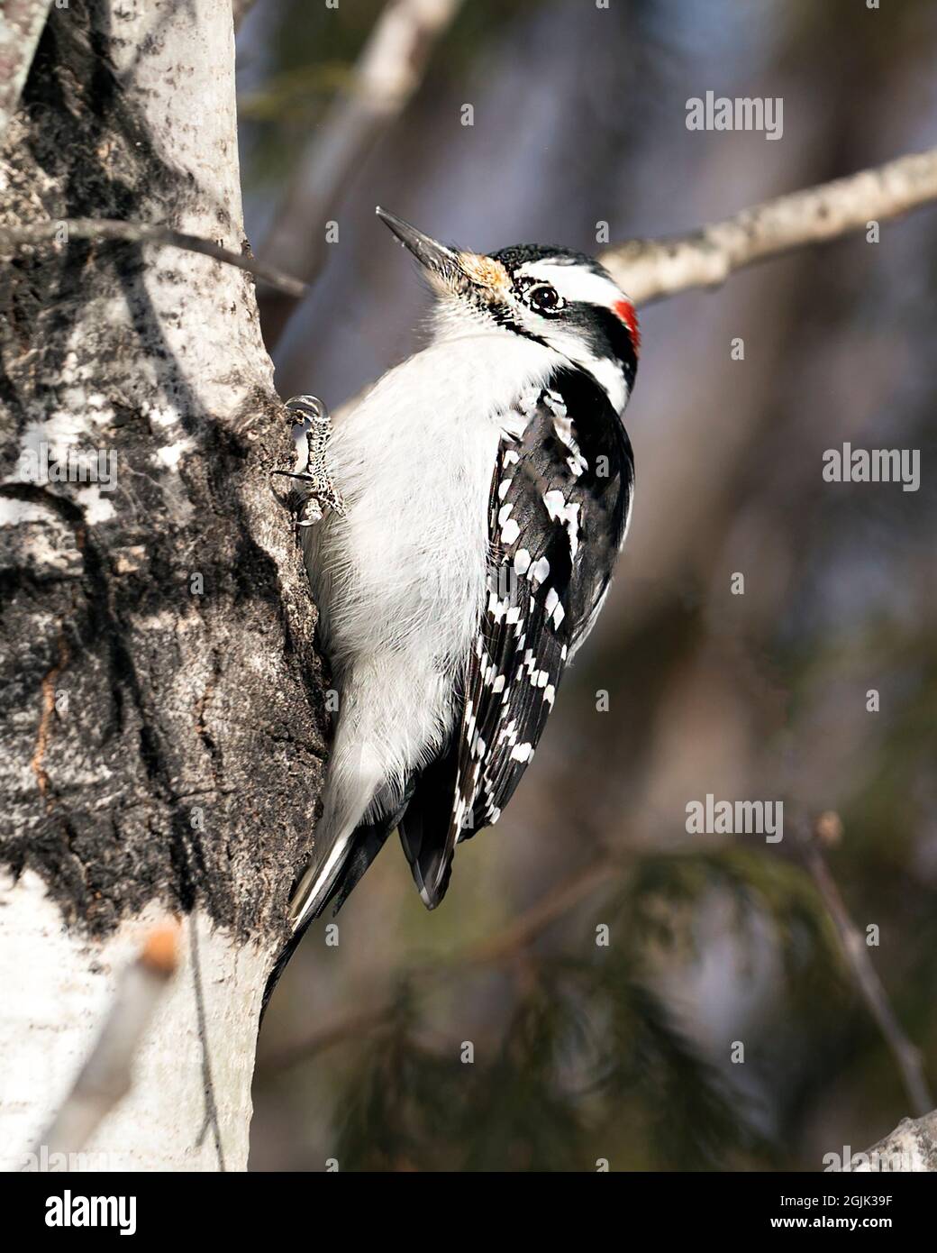 Woodpecker bird side view hi-res stock photography and images - Alamy