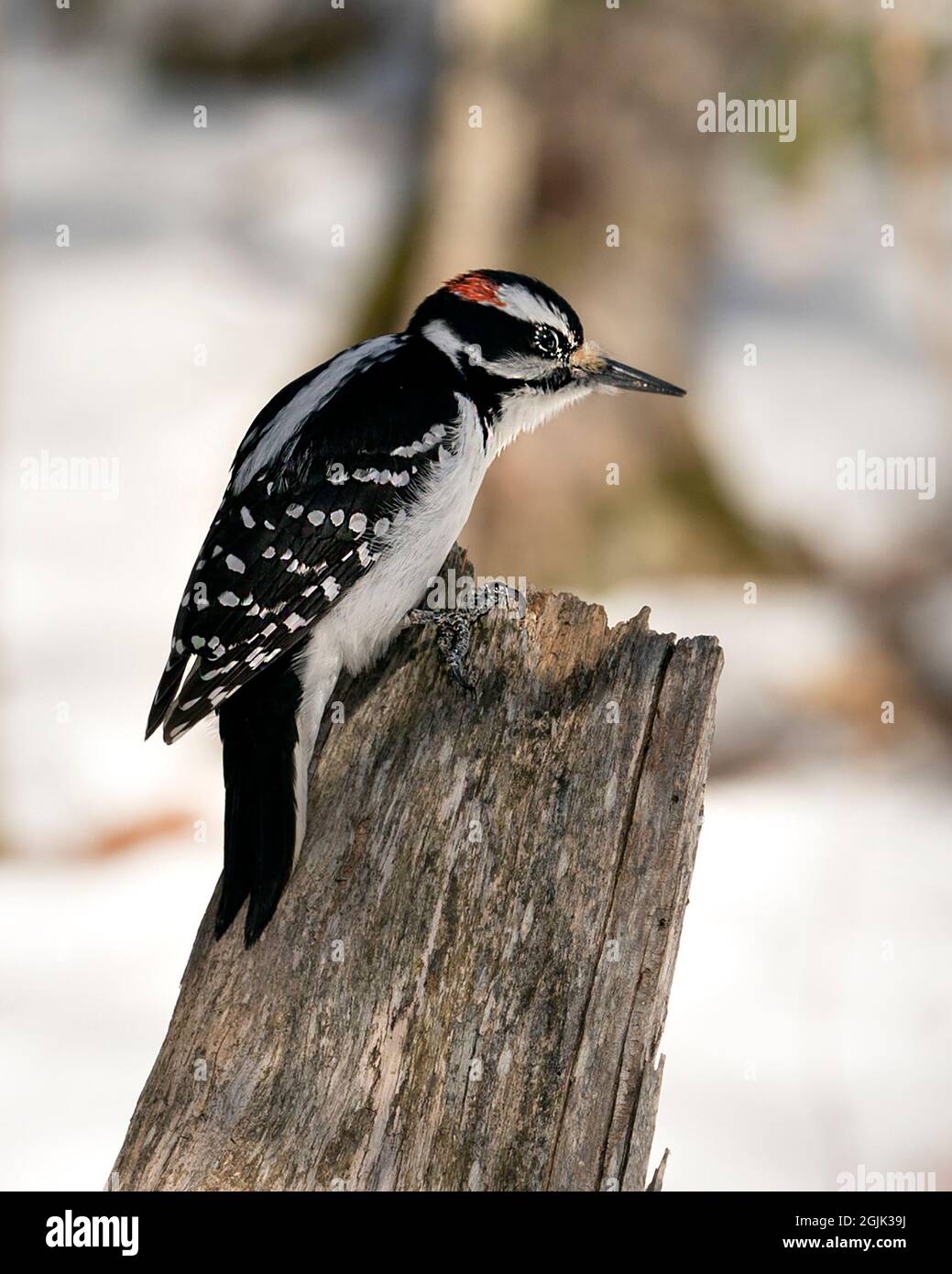 Woodpecker male close-up profile view perched on a stump in its ...