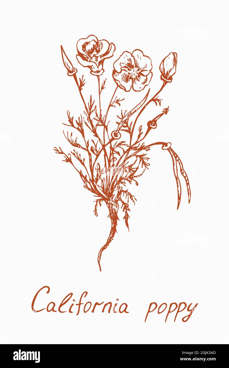 California Poppy Botanical Drawing Tattoo