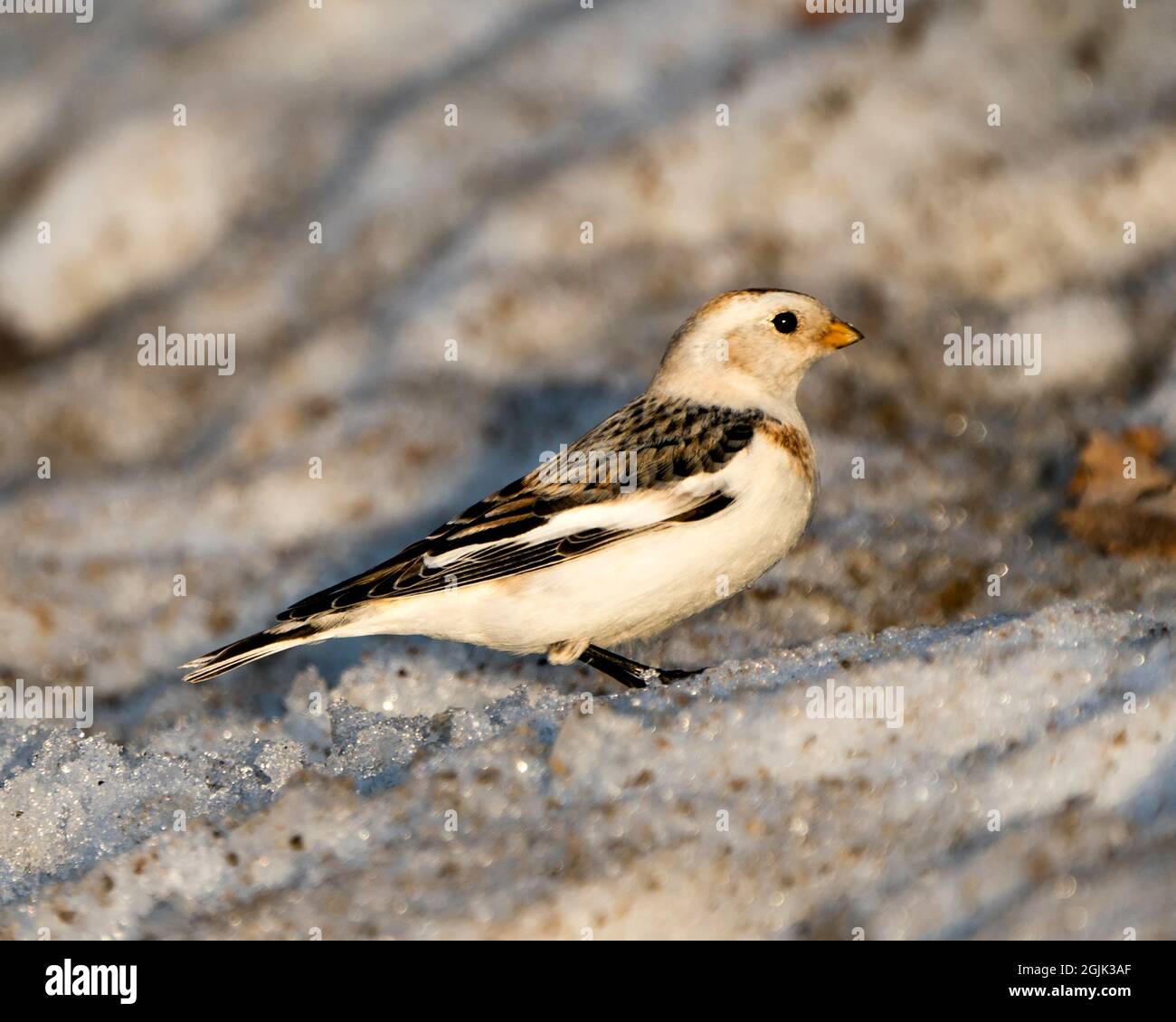 Snow bunting impressive bird hi-res stock photography and images - Alamy