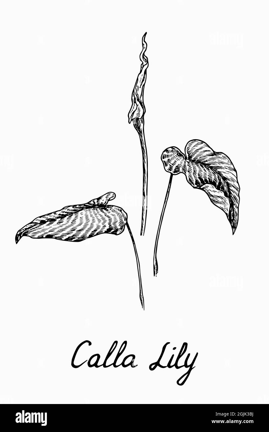Calla Lily Coloring Pages