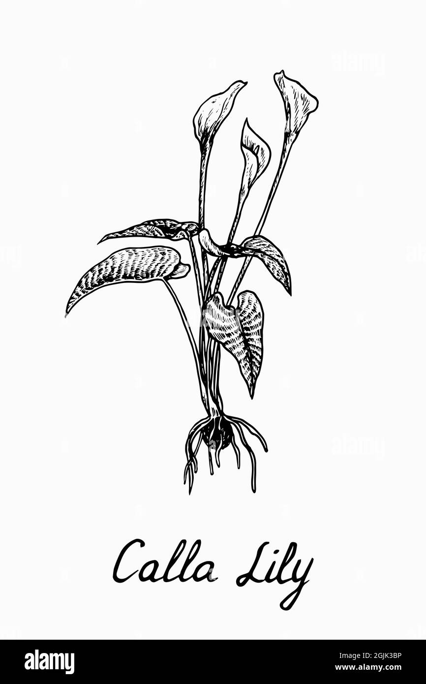 Flower Roots Drawing