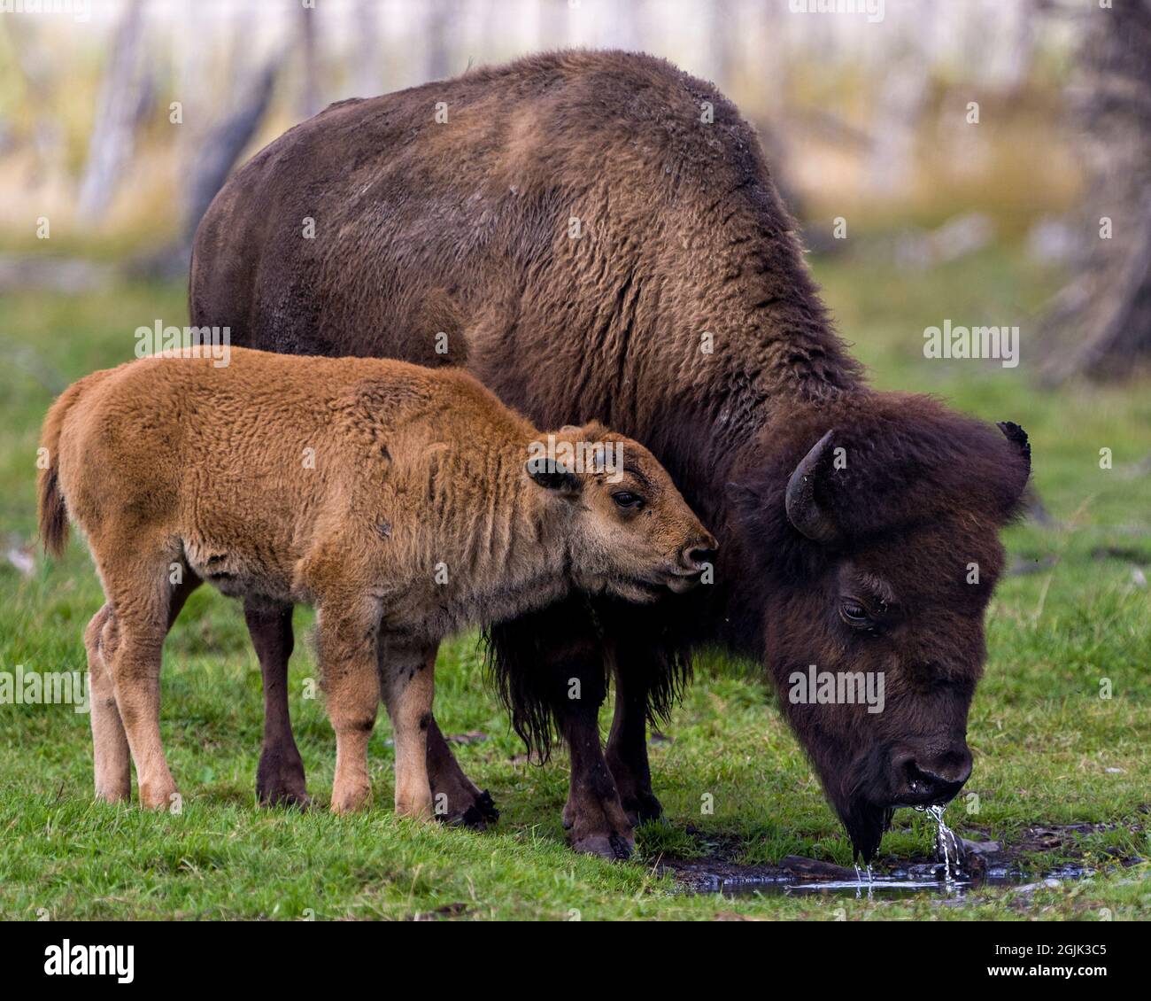 Bison animal baby and adult magazine photo image hi-res stock ...