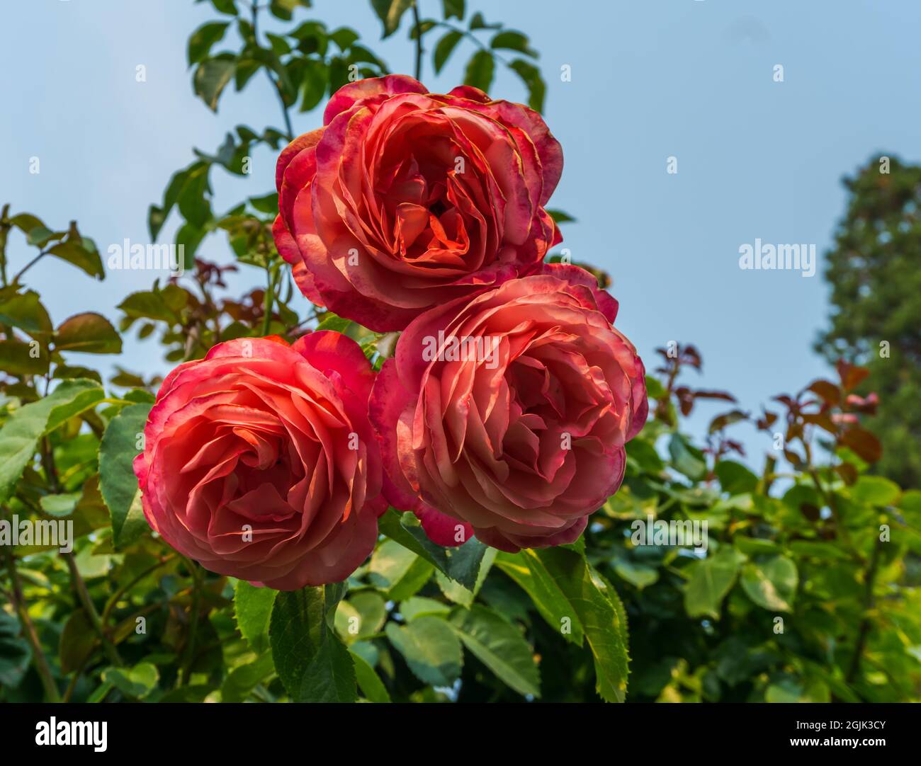 A cluster of brilliant rose flowers in Tacoma, Washington Stock Photo ...
