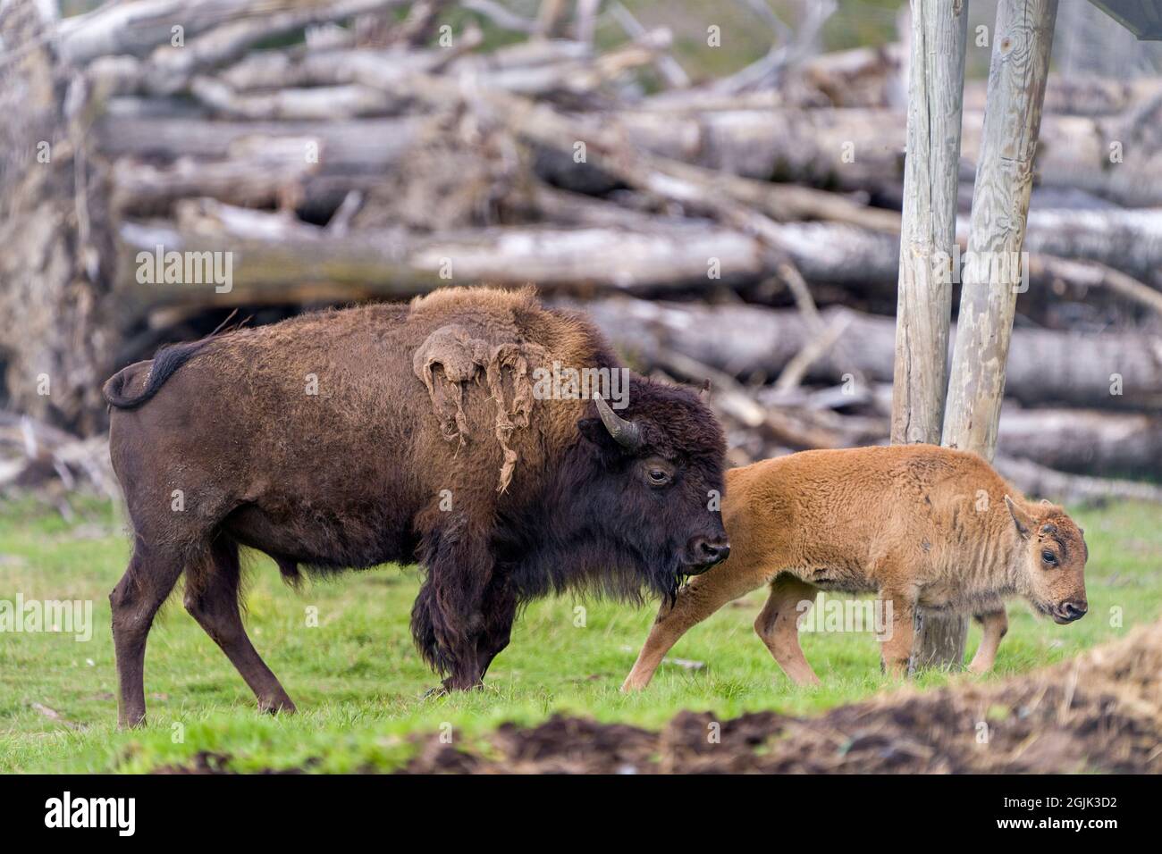 Baby Bison High Resolution Stock Photography and Images - Alamy