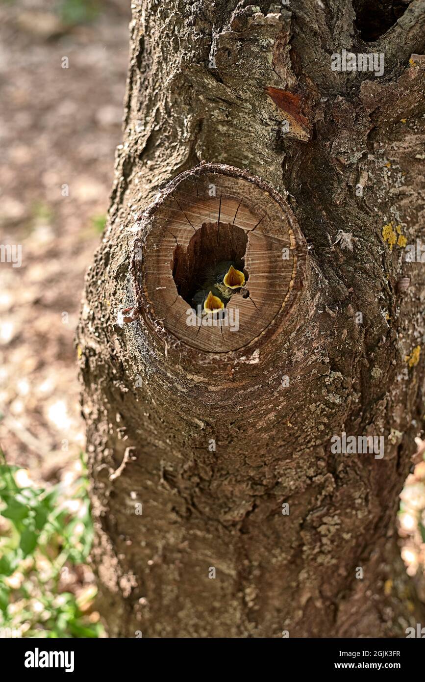 Two small birds in a nest inside a tree Stock Photo - Alamy