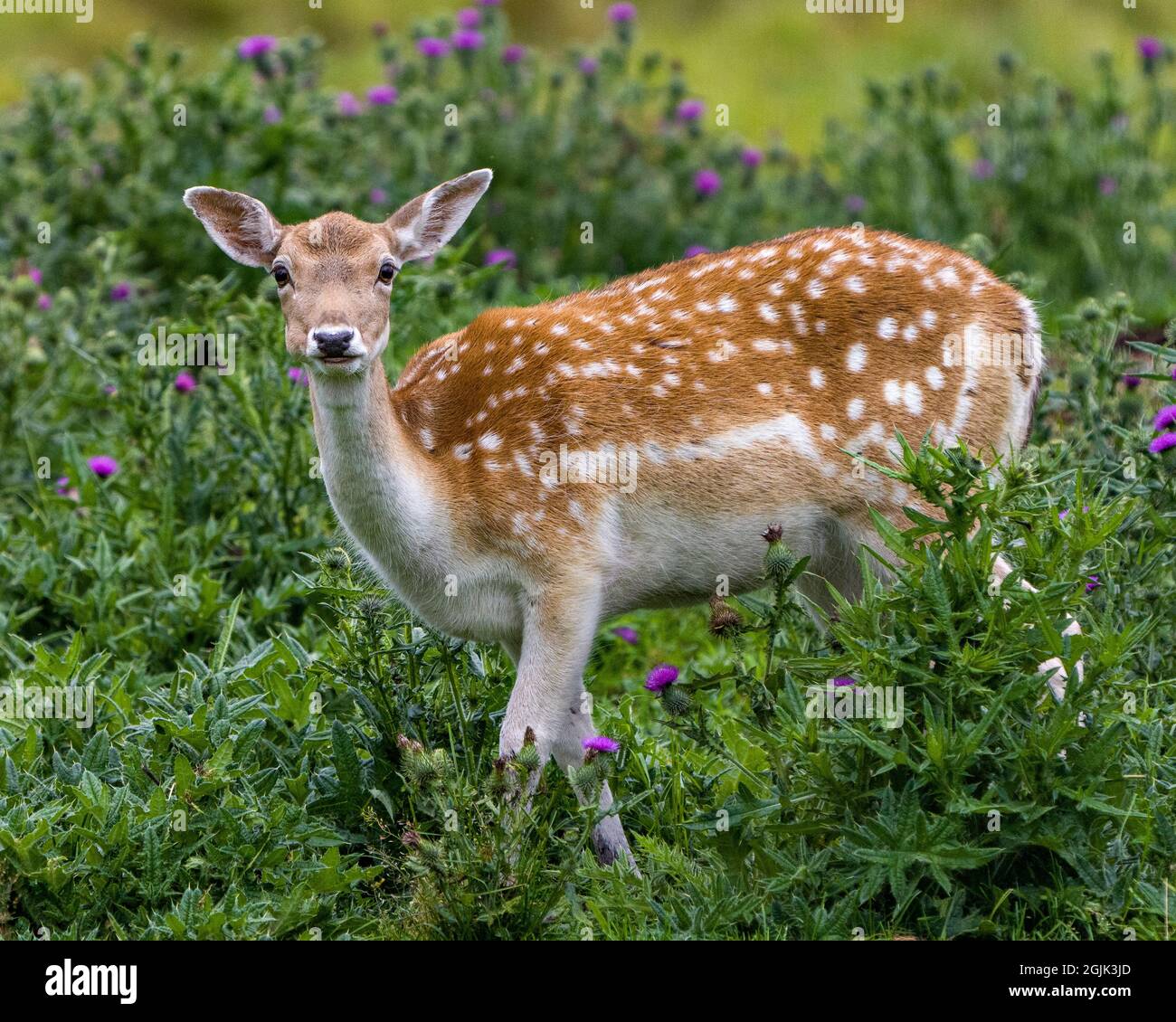 Deer fallow entertainment animal hi-res stock photography and images ...