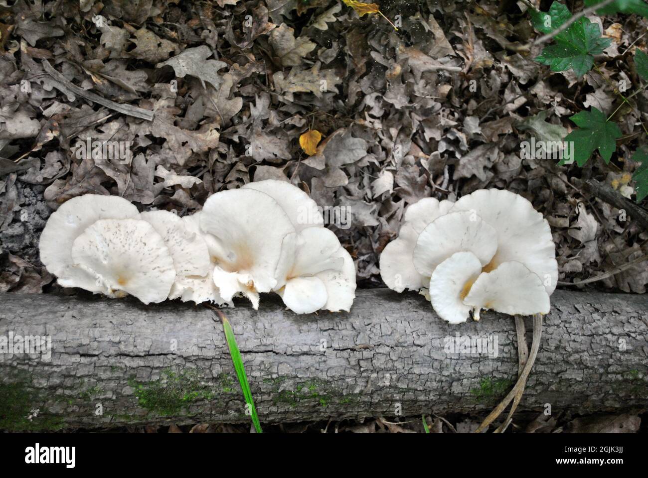 Pleurotus ostreatus (oyster mushroom, oyster fungus, hiratake) mushrooms growing wild on tree ...