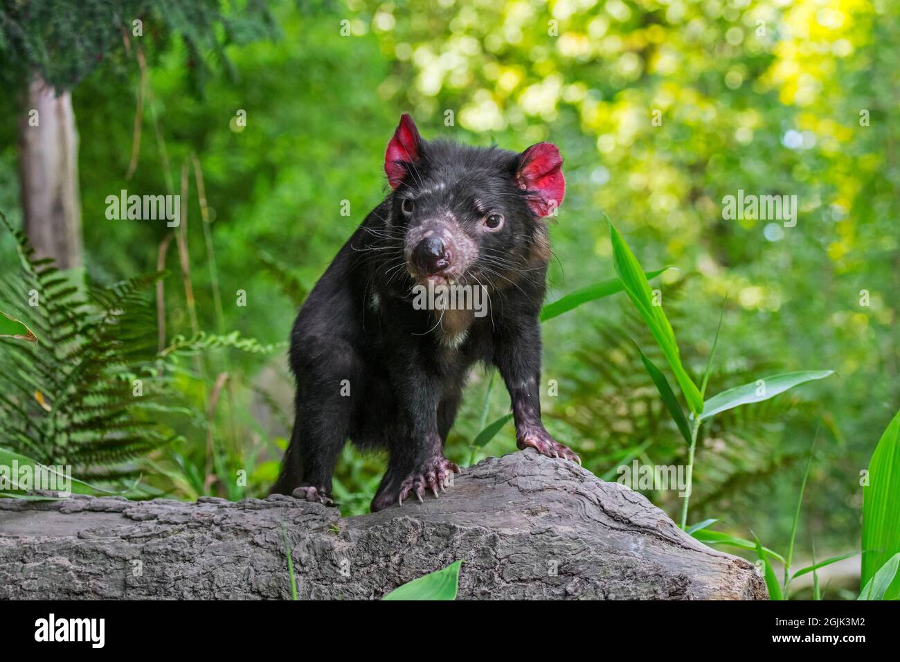 Tasmanian devil (Sarcophilus harrisii), largest carnivorous marsupial ...