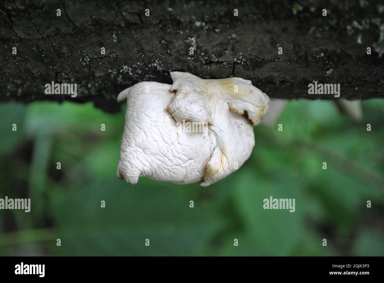 Pleurotus ostreatus (oyster mushroom, oyster fungus, hiratake) mushrooms growing wild on tree ...