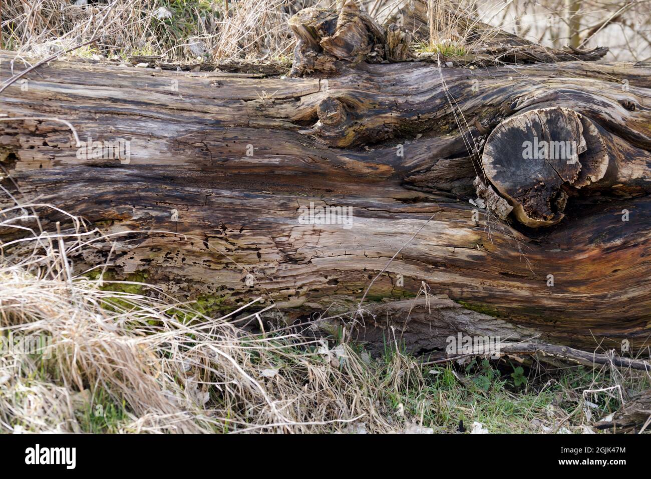 Tree fungi are, in the broadest sense, all fungi that colonize and ...