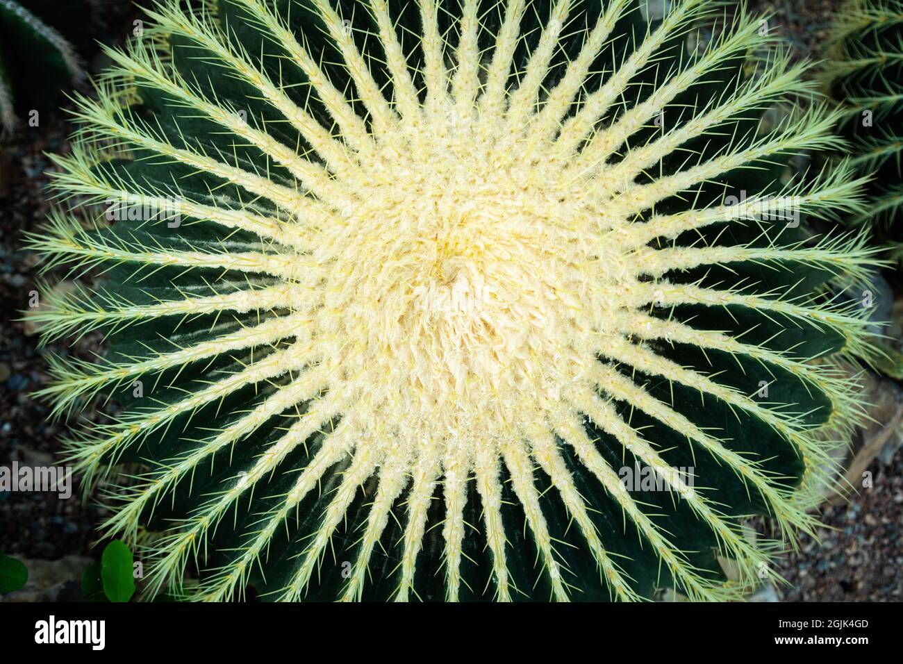 Top view of round cactus natural background Stock Photo - Alamy