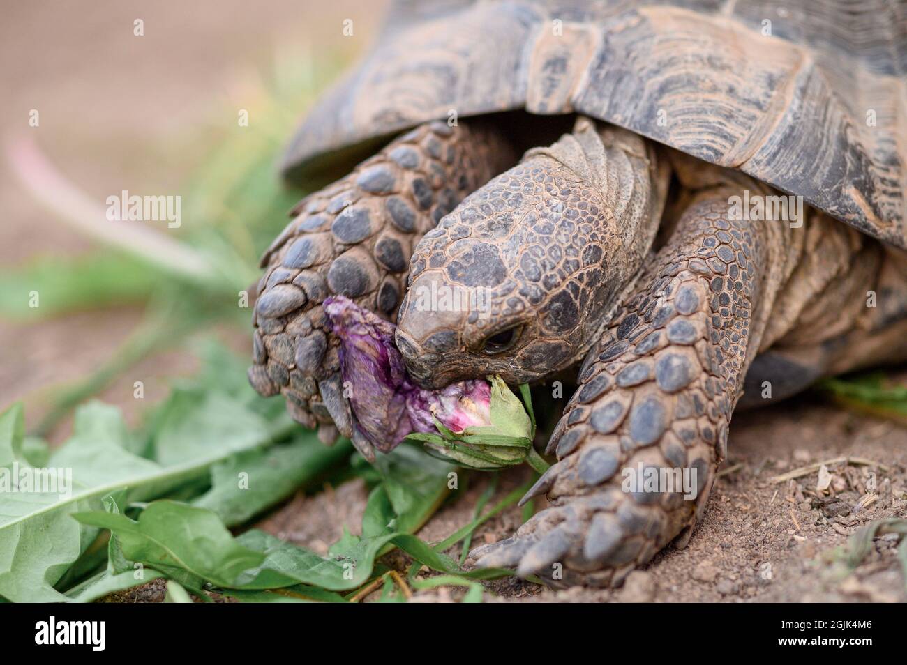 Kitzingen, Germany. 08th Sep, 2021. A Moorish tortoise eats a hibiscus ...