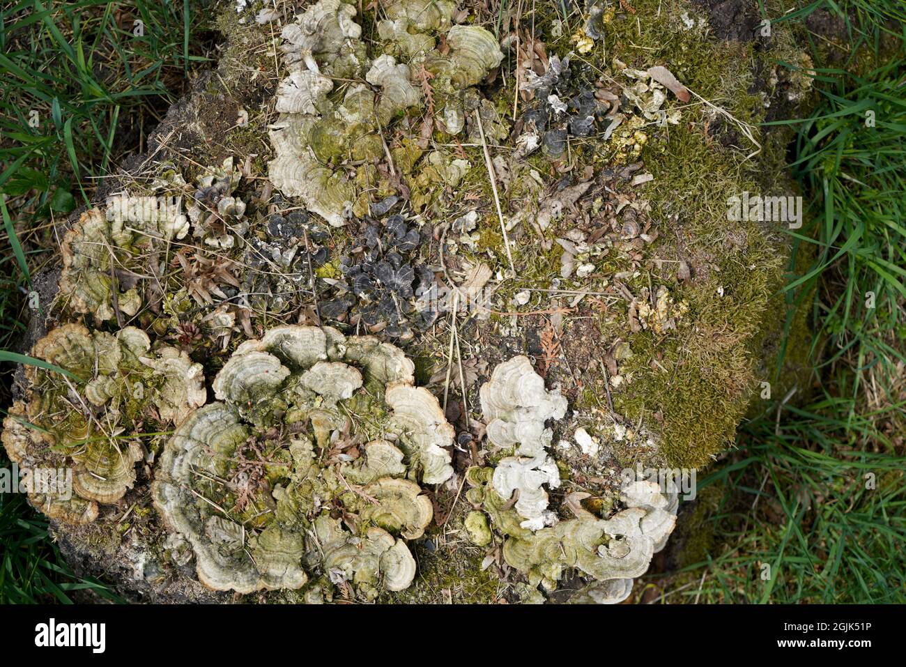 Tree fungi are, in the broadest sense, all fungi that colonize and ...