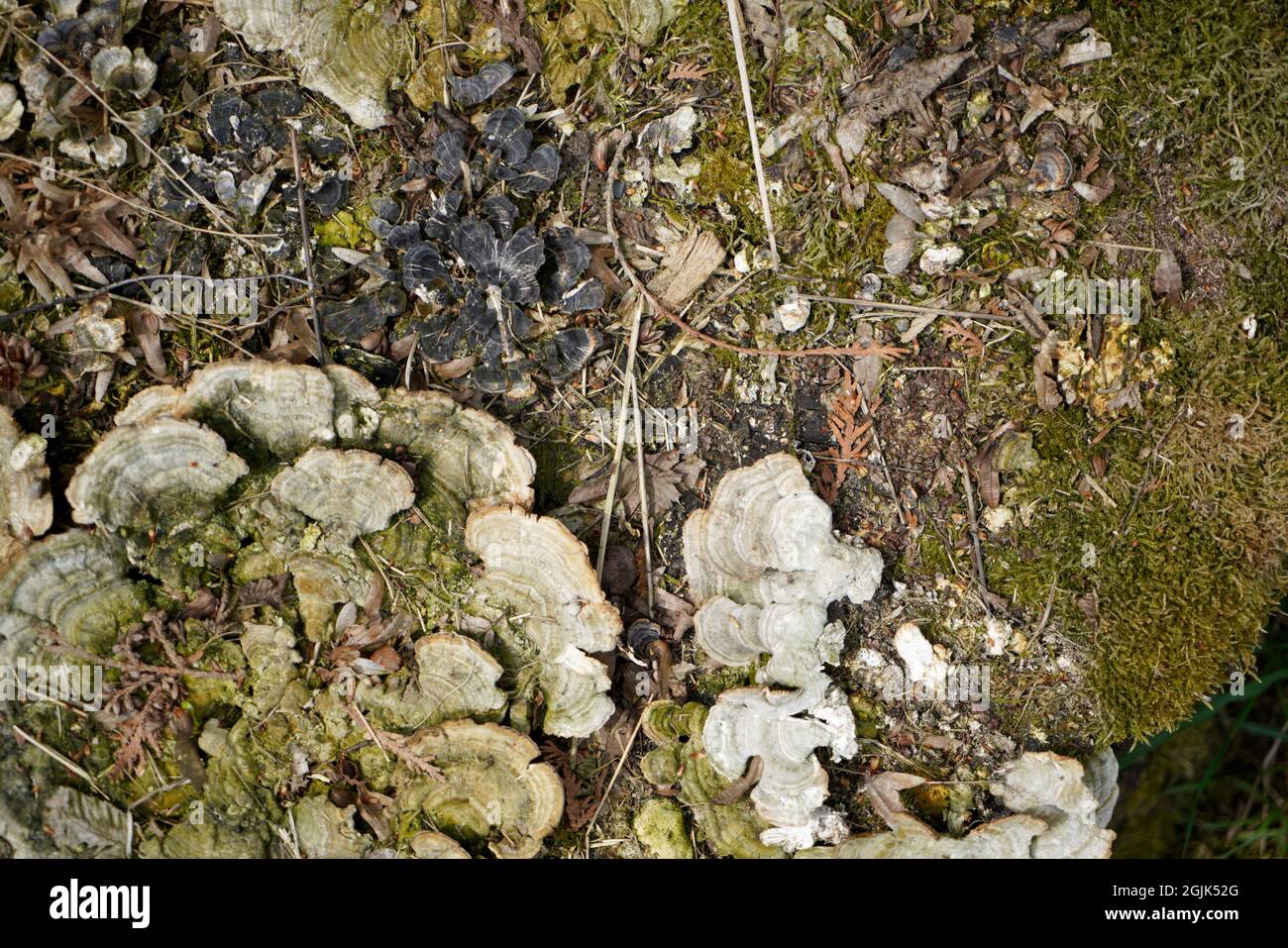 Tree fungi are, in the broadest sense, all fungi that colonize and ...