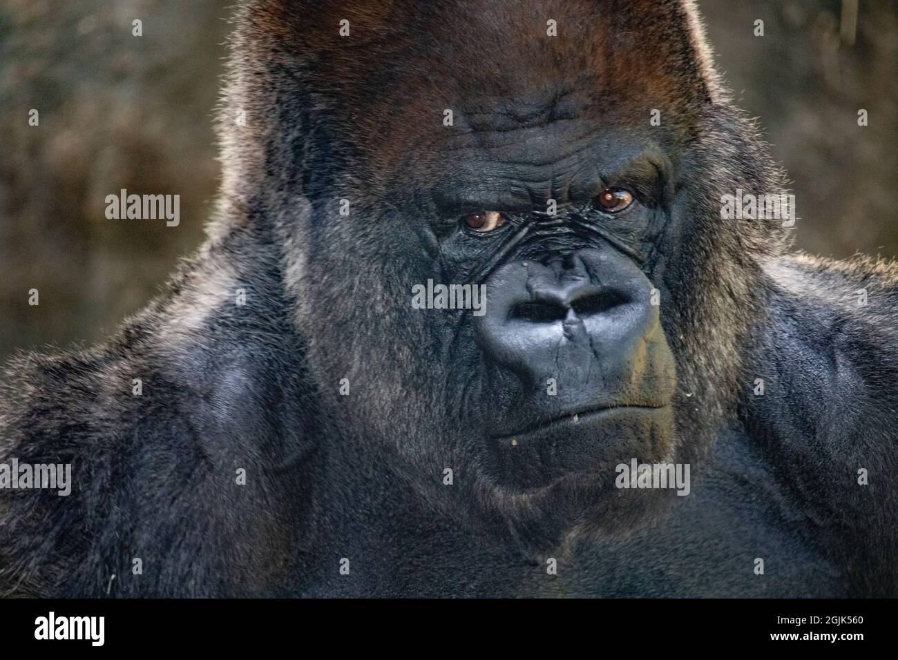 Stern expression hi-res stock photography and images - Alamy