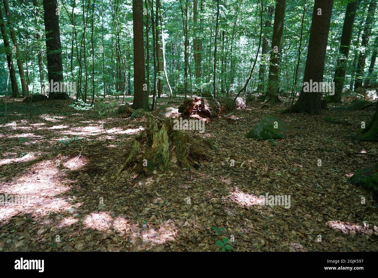 Tree fungi are, in the broadest sense, all fungi that colonize and ...