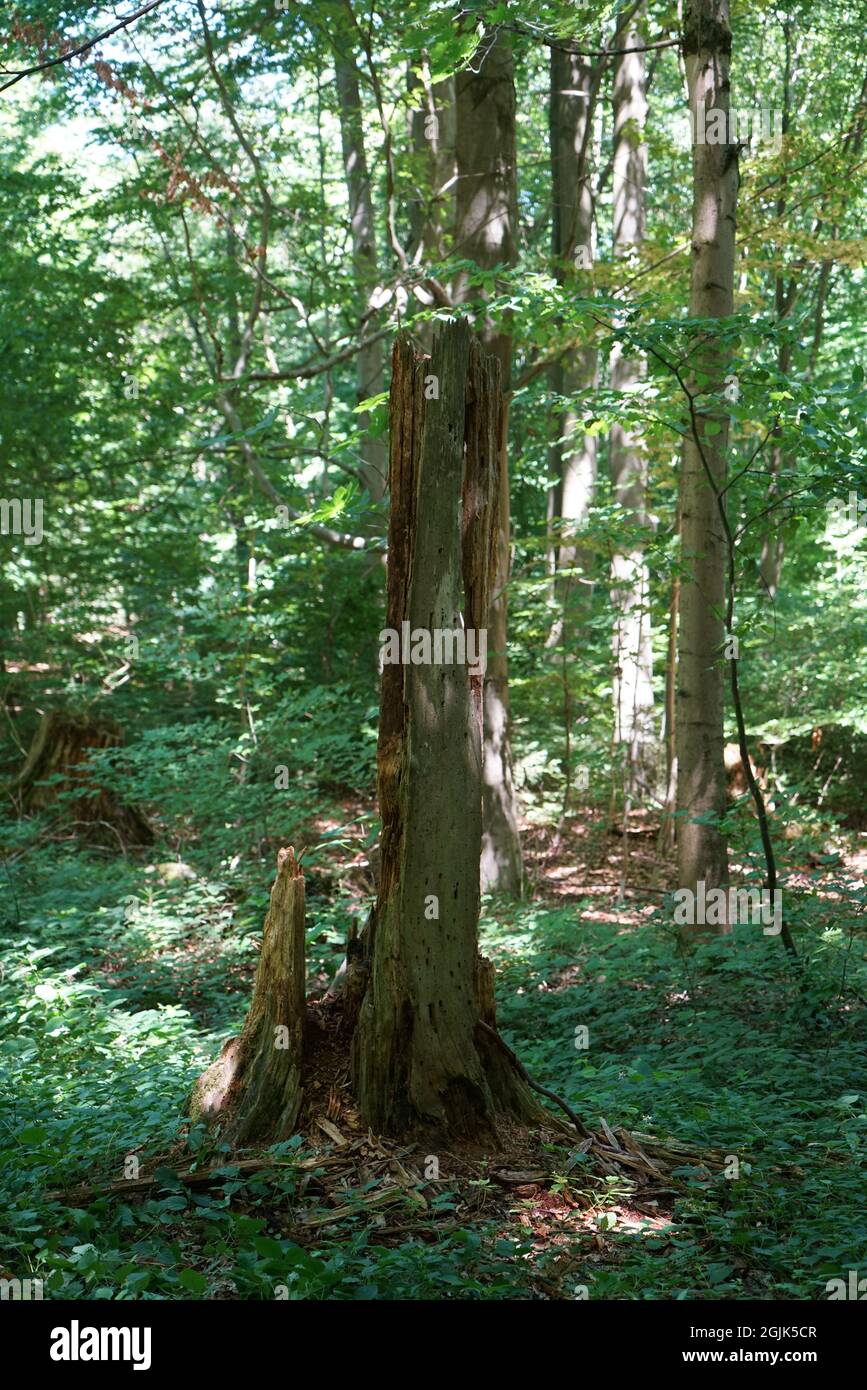 Tree fungi are, in the broadest sense, all fungi that colonize and ...