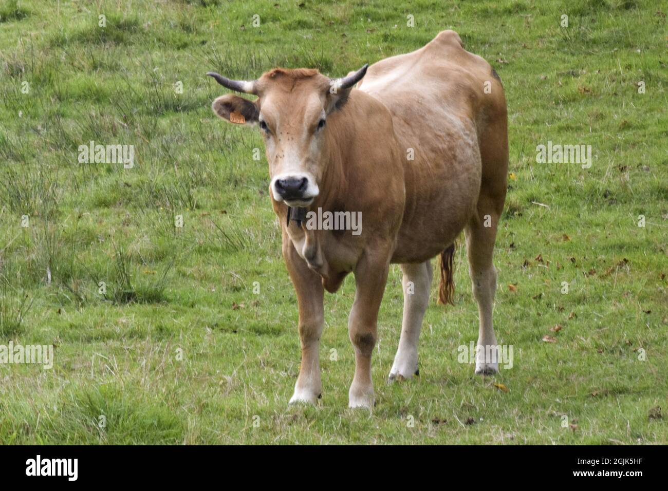 Asturian beef hi-res stock photography and images - Alamy
