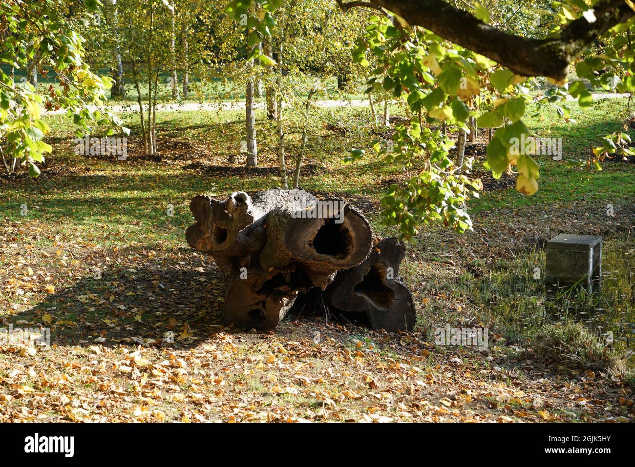 Tree fungi are, in the broadest sense, all fungi that colonize and ...