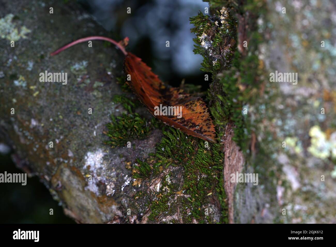 Tree fungi are, in the broadest sense, all fungi that colonize and ...