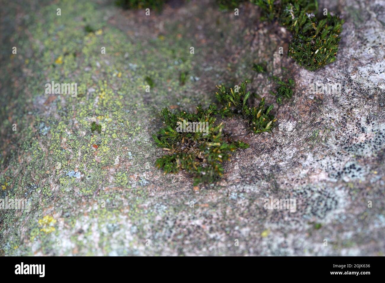 Tree fungi are, in the broadest sense, all fungi that colonize and ...