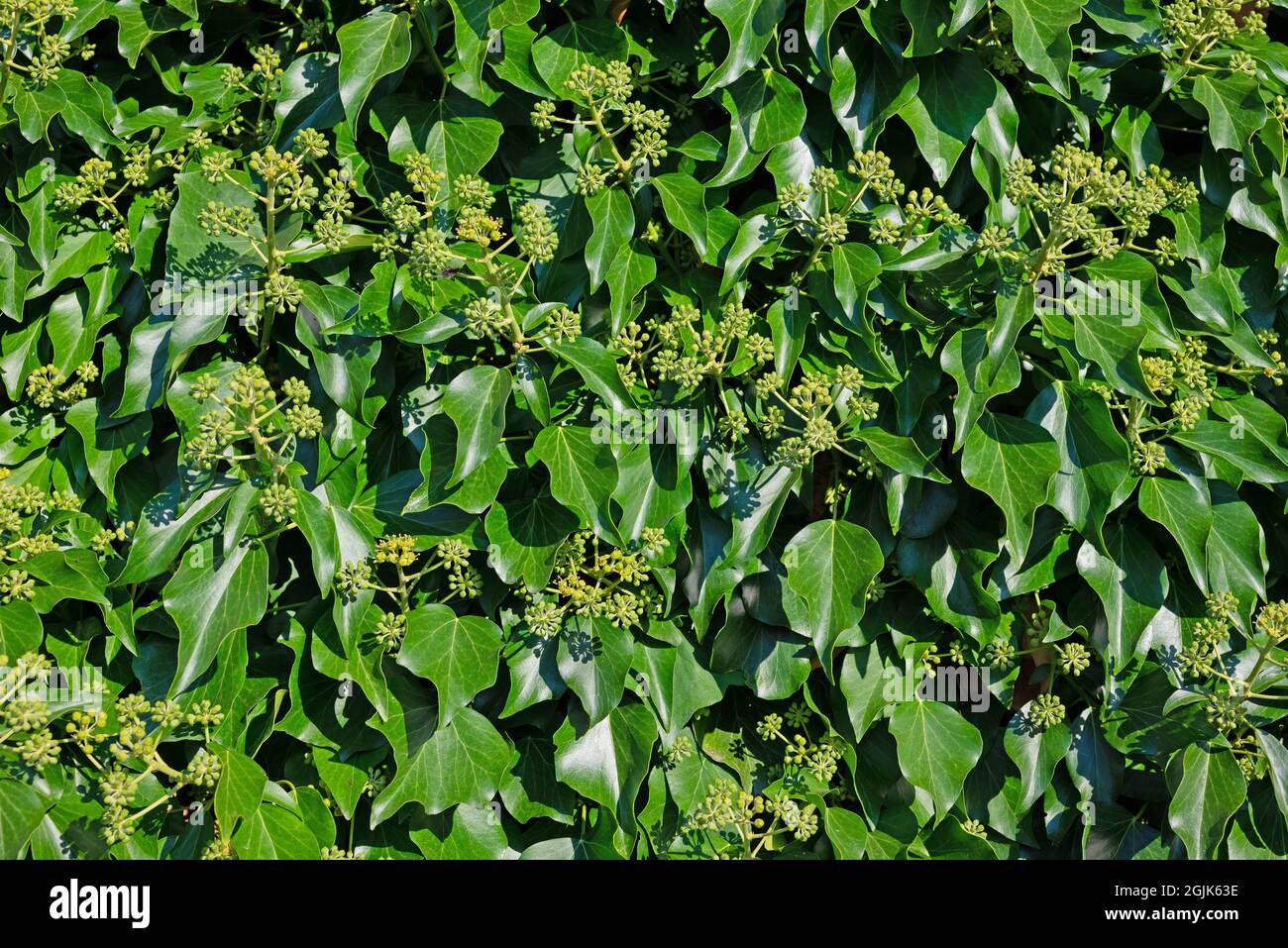 Common ivy, Hedera helix, with flower buds Stock Photo - Alamy