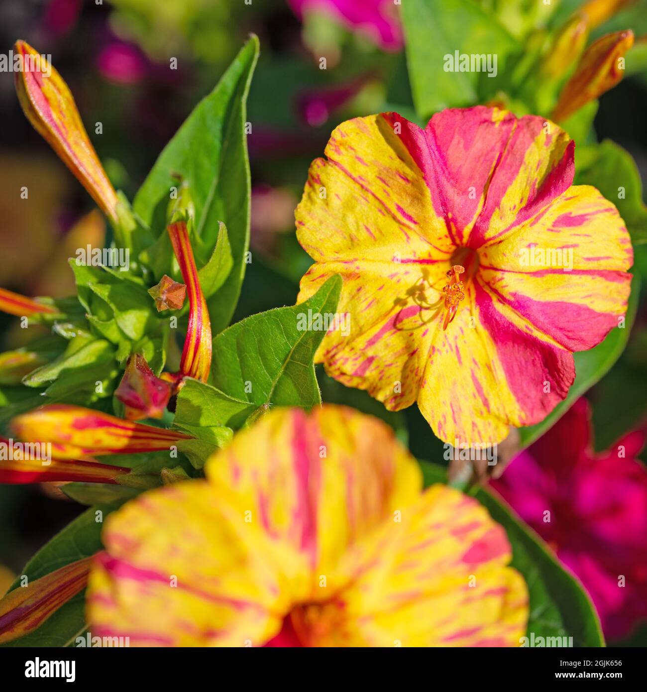Blooming wonder flower, Mirabilis jalapa Stock Photo - Alamy