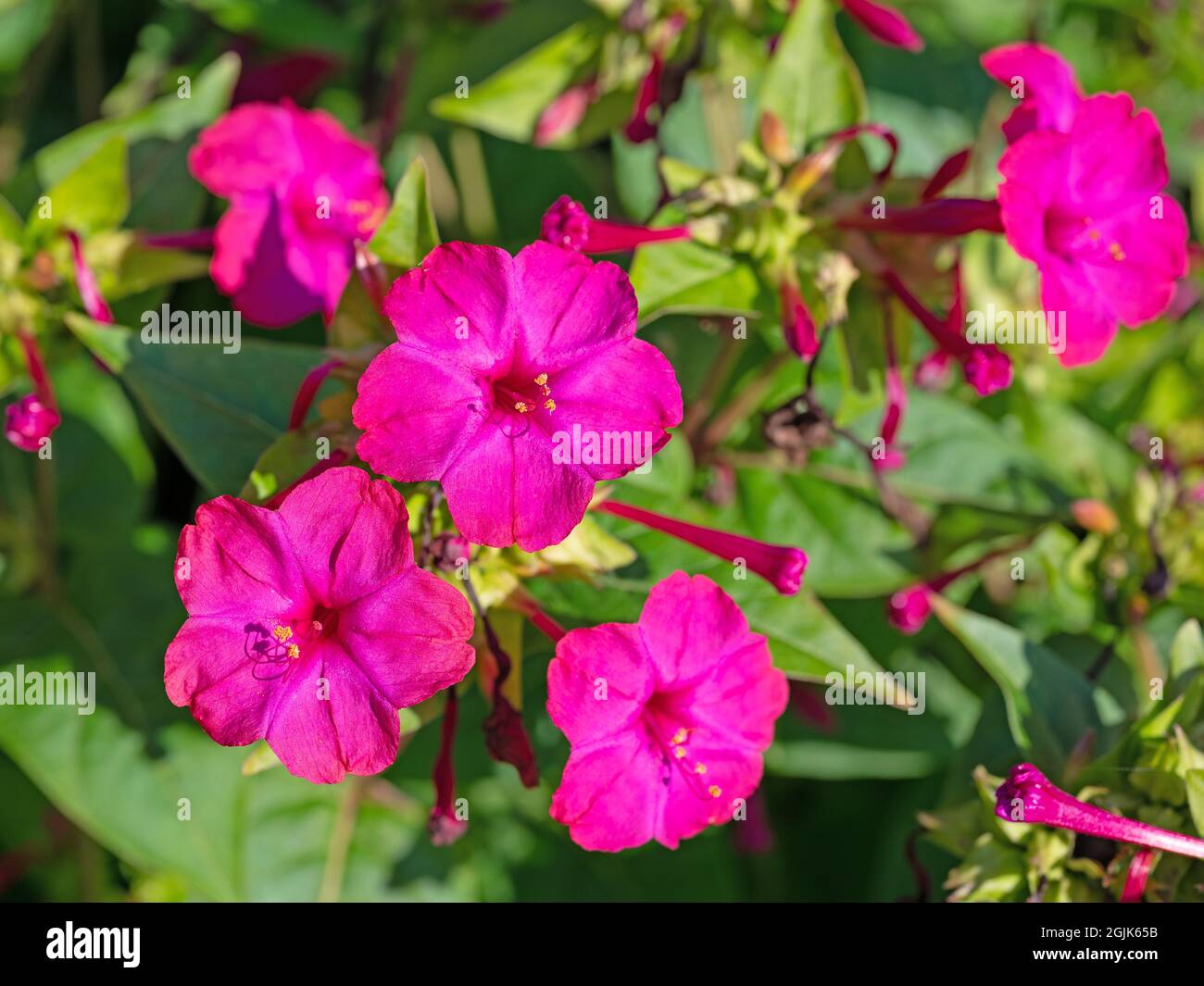Wonder flower hi-res stock photography and images - Alamy