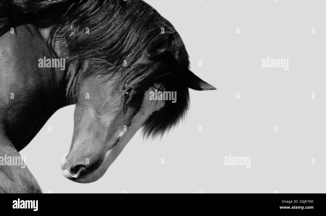 Mad Horse Head