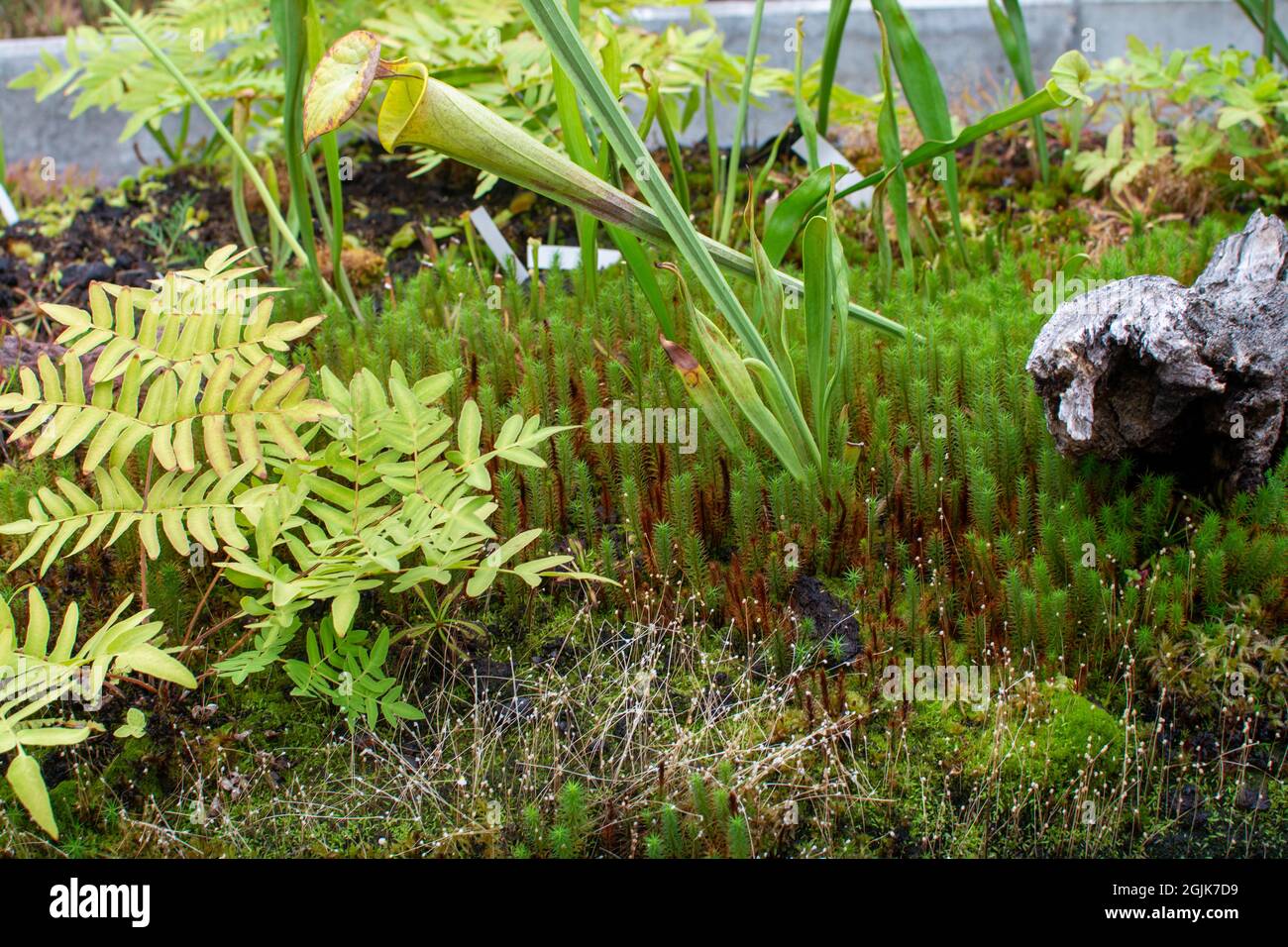 Botanical collection, different Carnivorous plants which trapping and ...