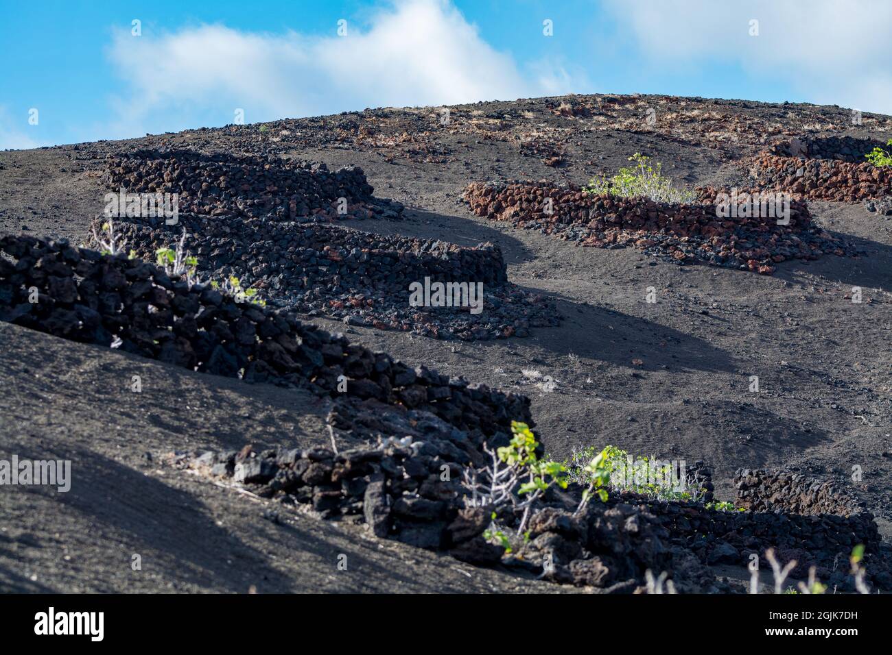 Volcanic vineyards on Lanzarote walled with black lava stones, grape ...