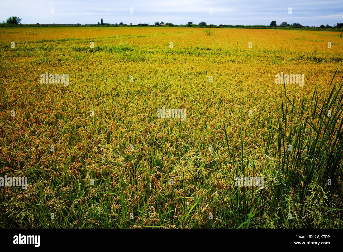 Cultivation of rice cereals in Camargue, Provence, France. Rice plants ...
