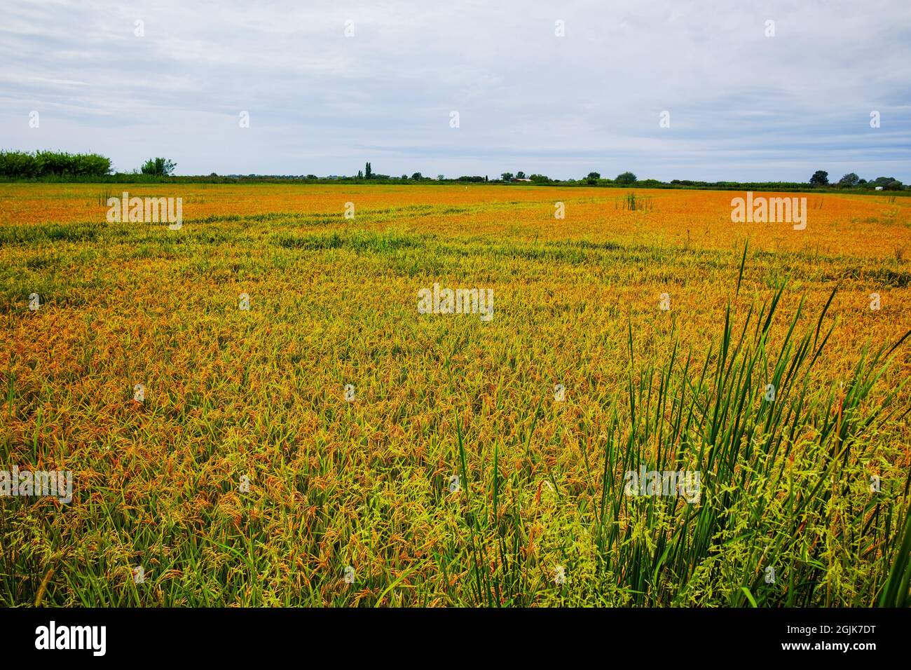 Cultivation of rice cereals in Camargue, Provence, France. Rice plants ...