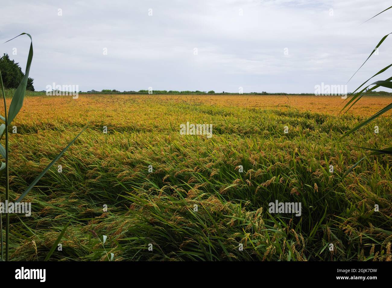 Cultivation of rice cereals in Camargue, Provence, France. Rice plants ...