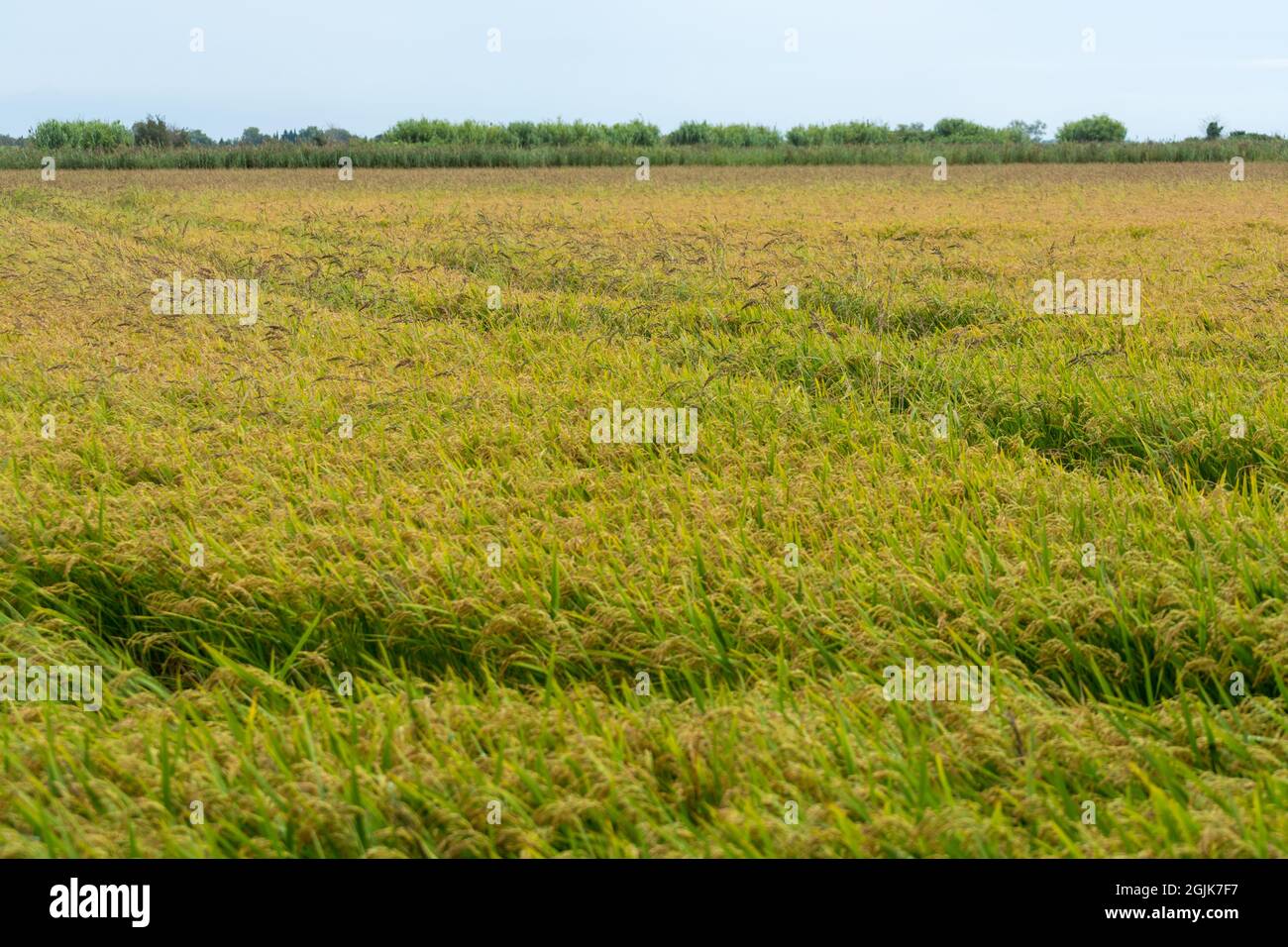 Cultivation of rice cereals in Camargue, Provence, France. Rice plants ...