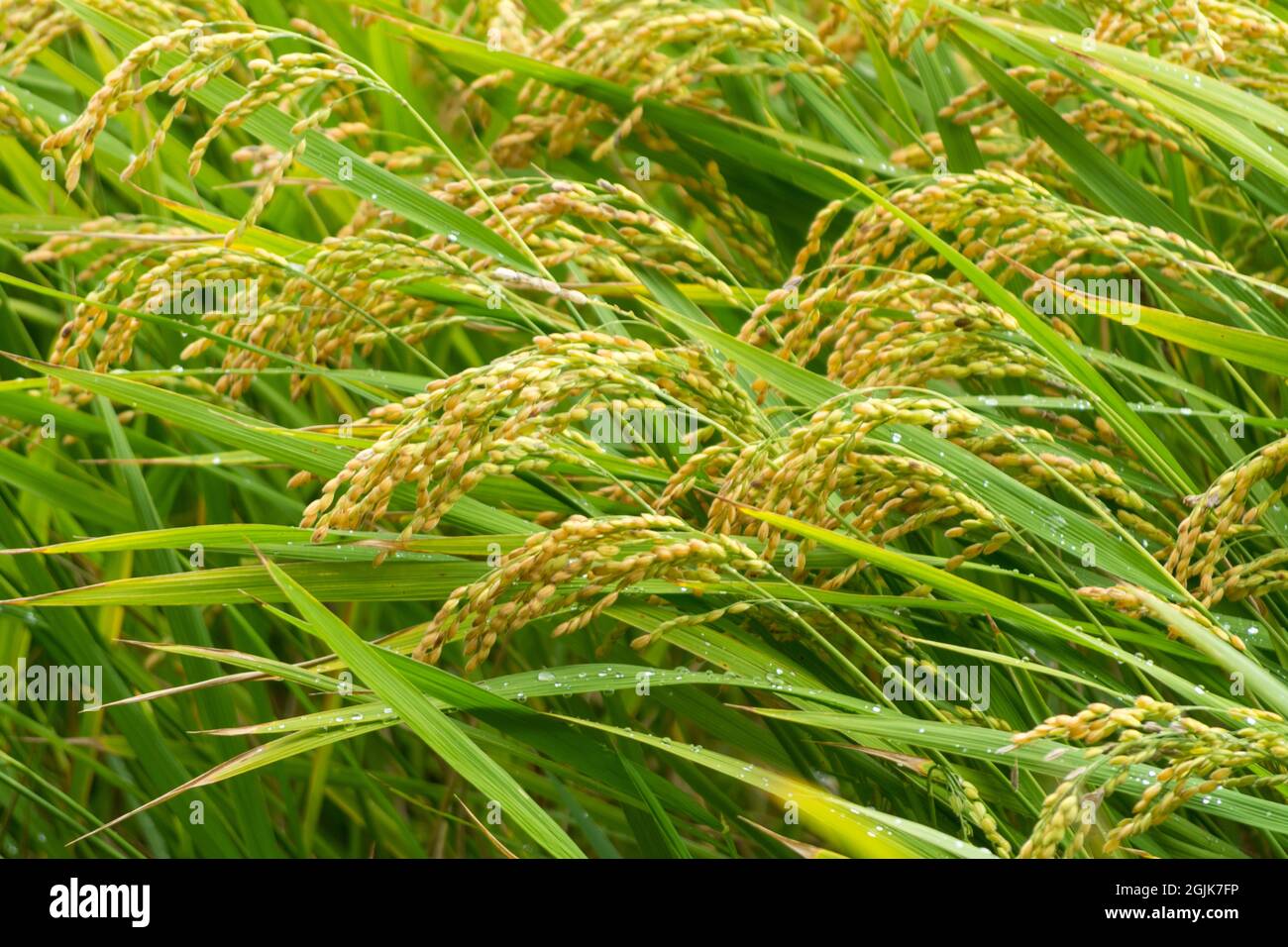 Cultivation of rice cereals in Camargue, Provence, France. Rice plants ...