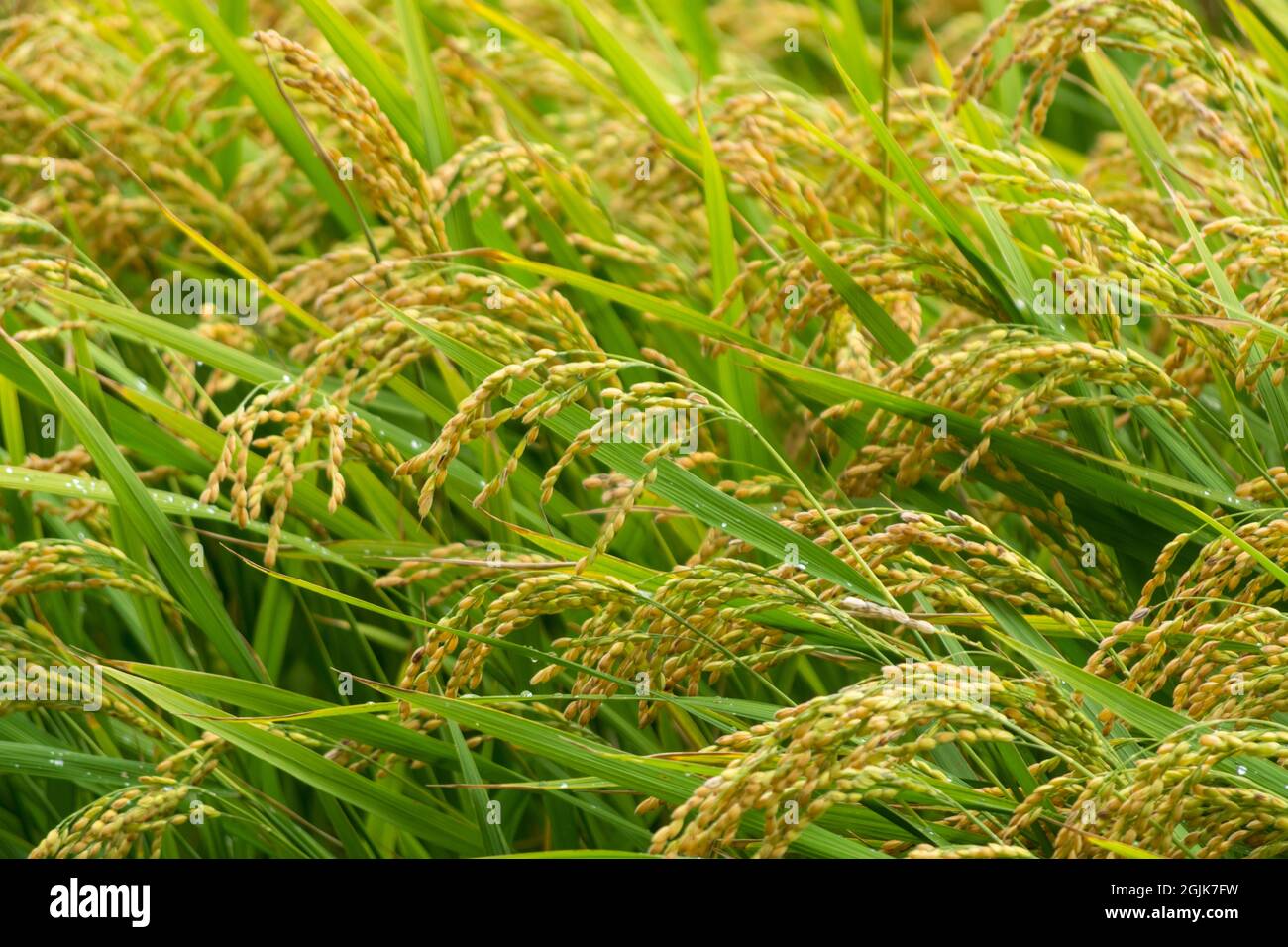 Cultivation of rice cereals in Camargue, Provence, France. Rice plants ...