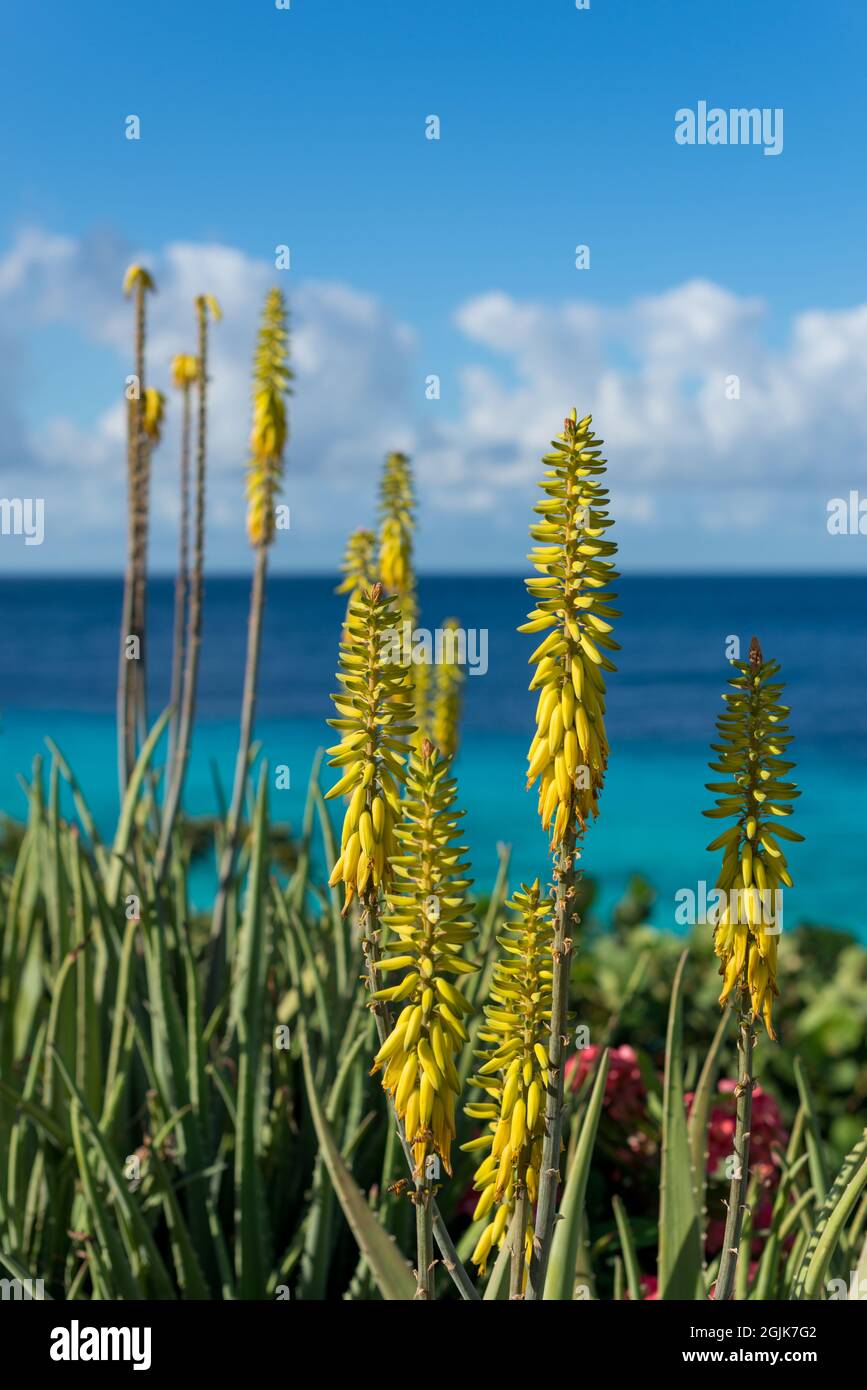 Summer and winter vacation destination, views of Curacao island ...