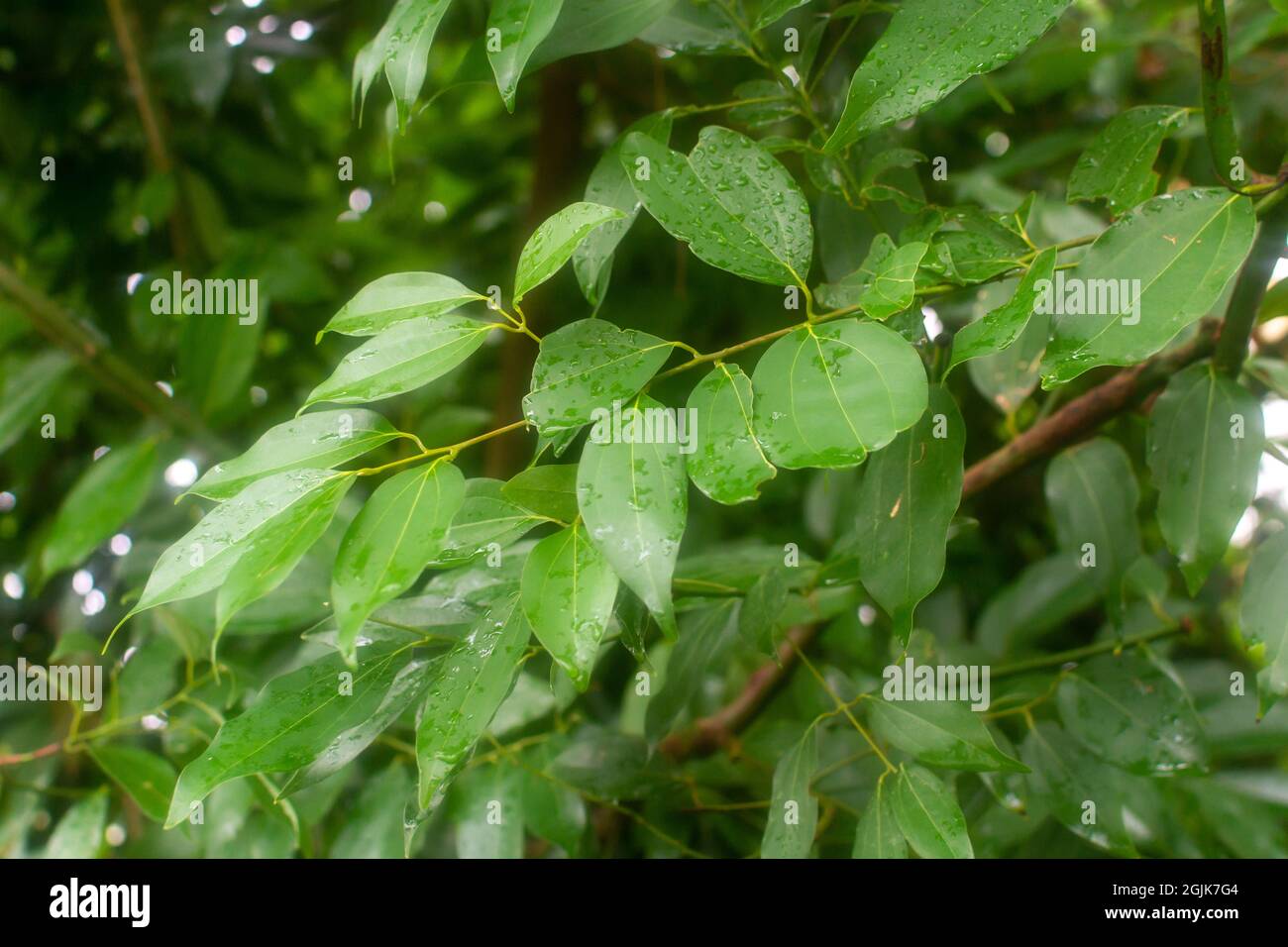 Botanical collection, Cinnamomum, wet leaves of green tropical ...