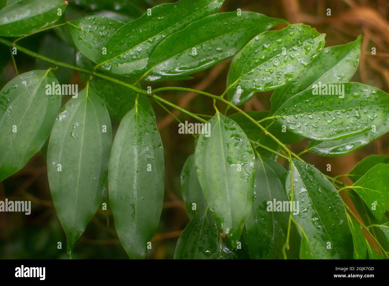 Botanical collection, Cinnamomum, wet leaves of green tropical ...